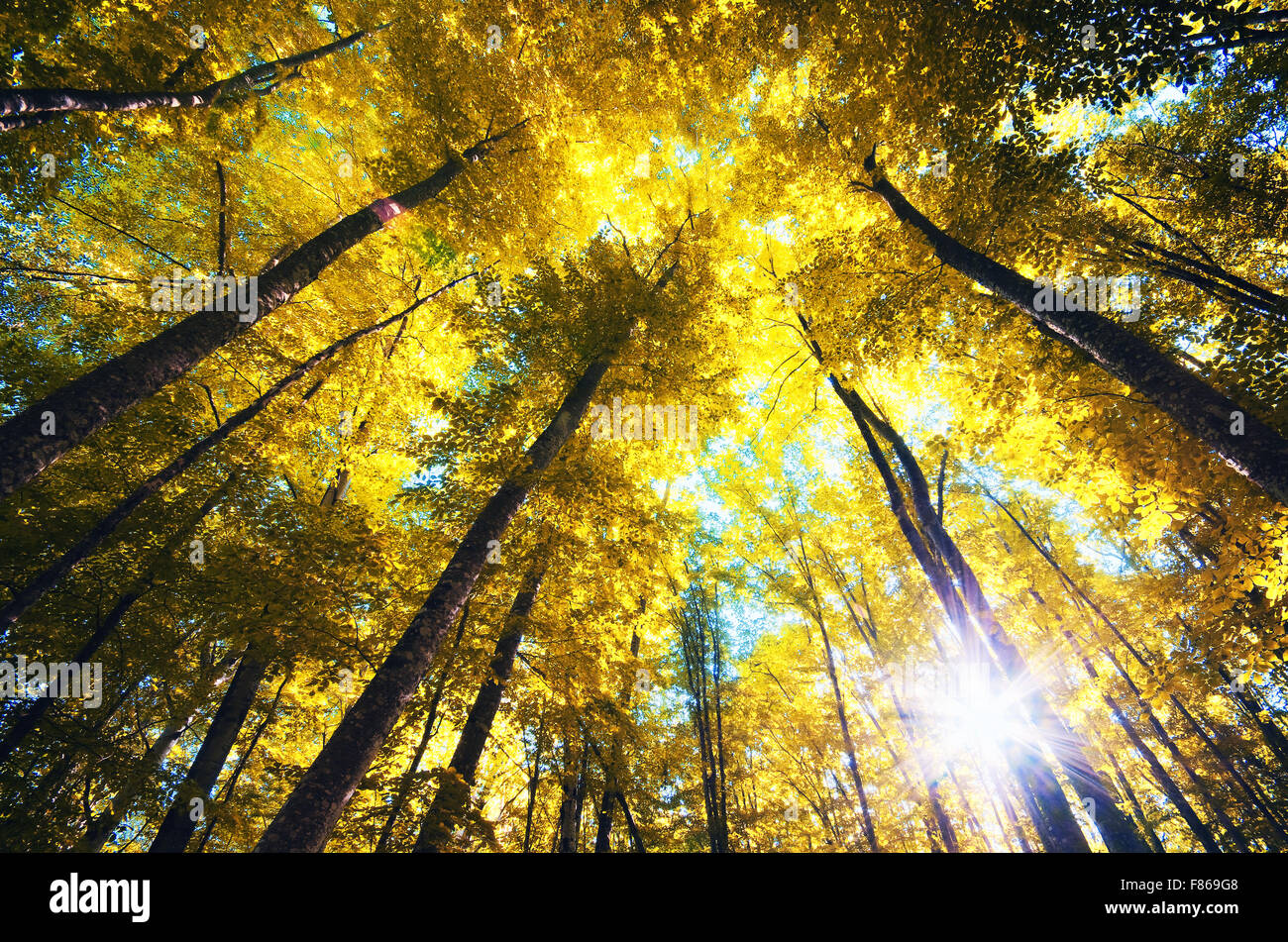Into the Infrared forest. Nature composition Stock Photo - Alamy