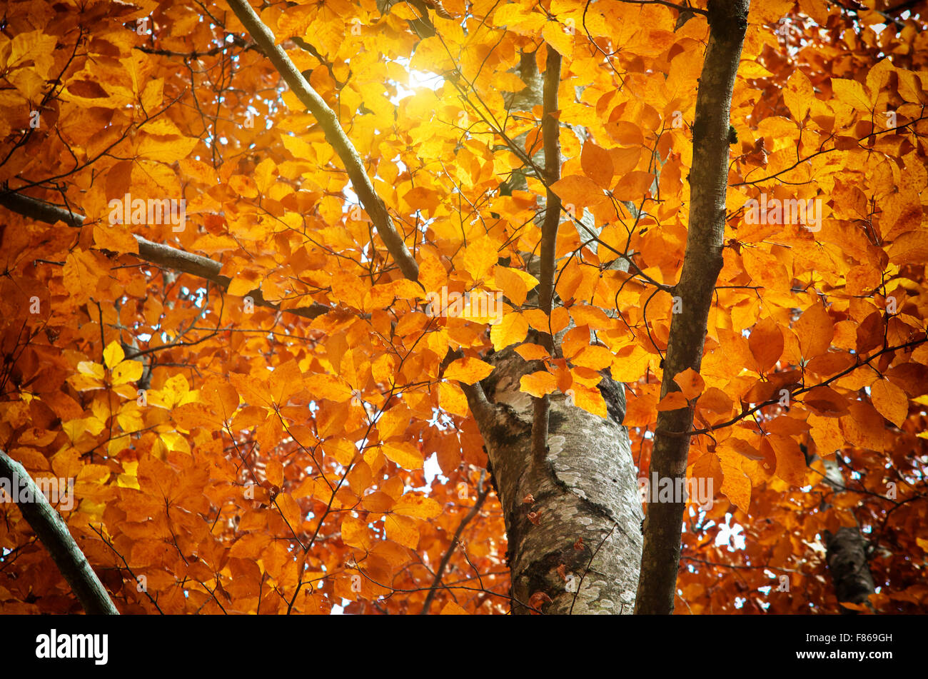Composition deciduous tree hi-res stock photography and images - Alamy