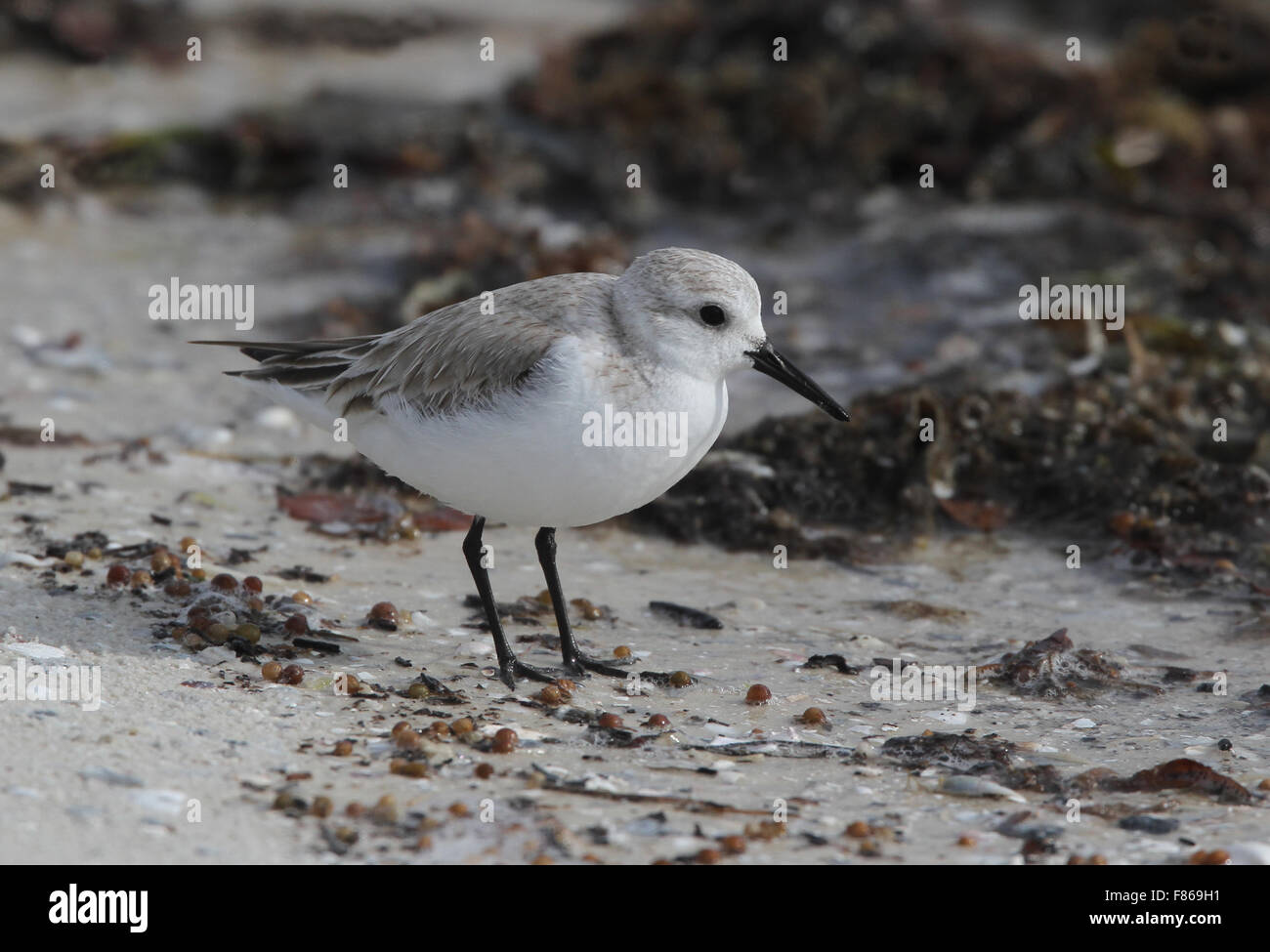 Sanderling on Florida beach Stock Photo - Alamy