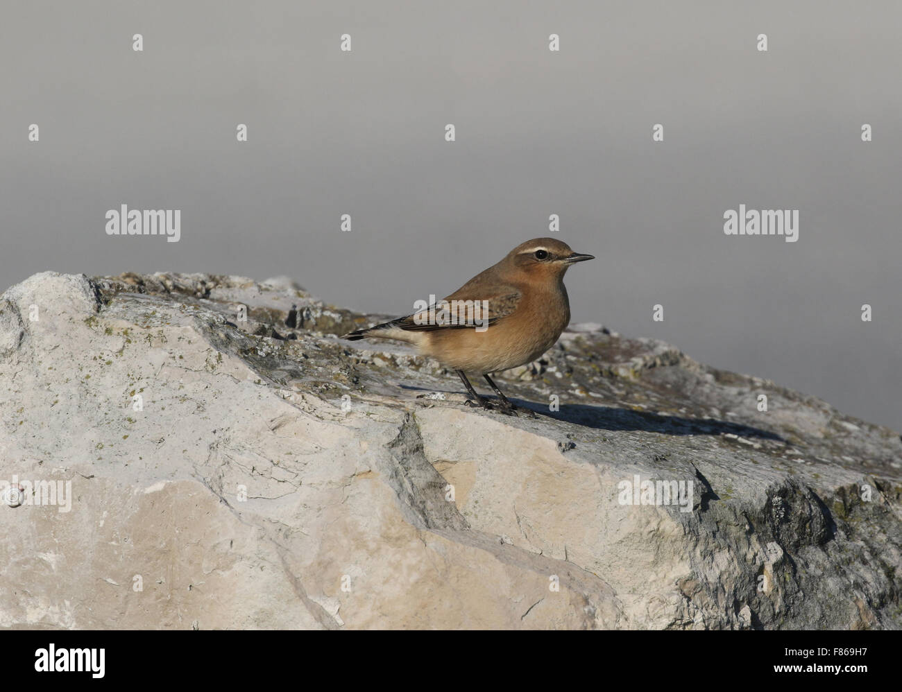 Adult northern wheatear hi-res stock photography and images - Alamy