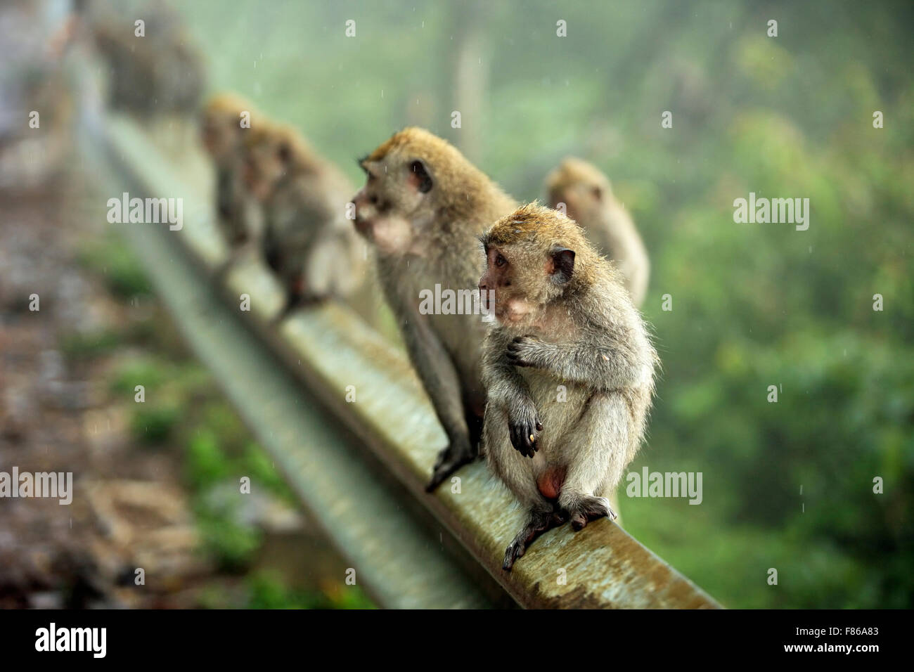 Monkeys in forest on Bali in Indonesia Stock Photo - Alamy