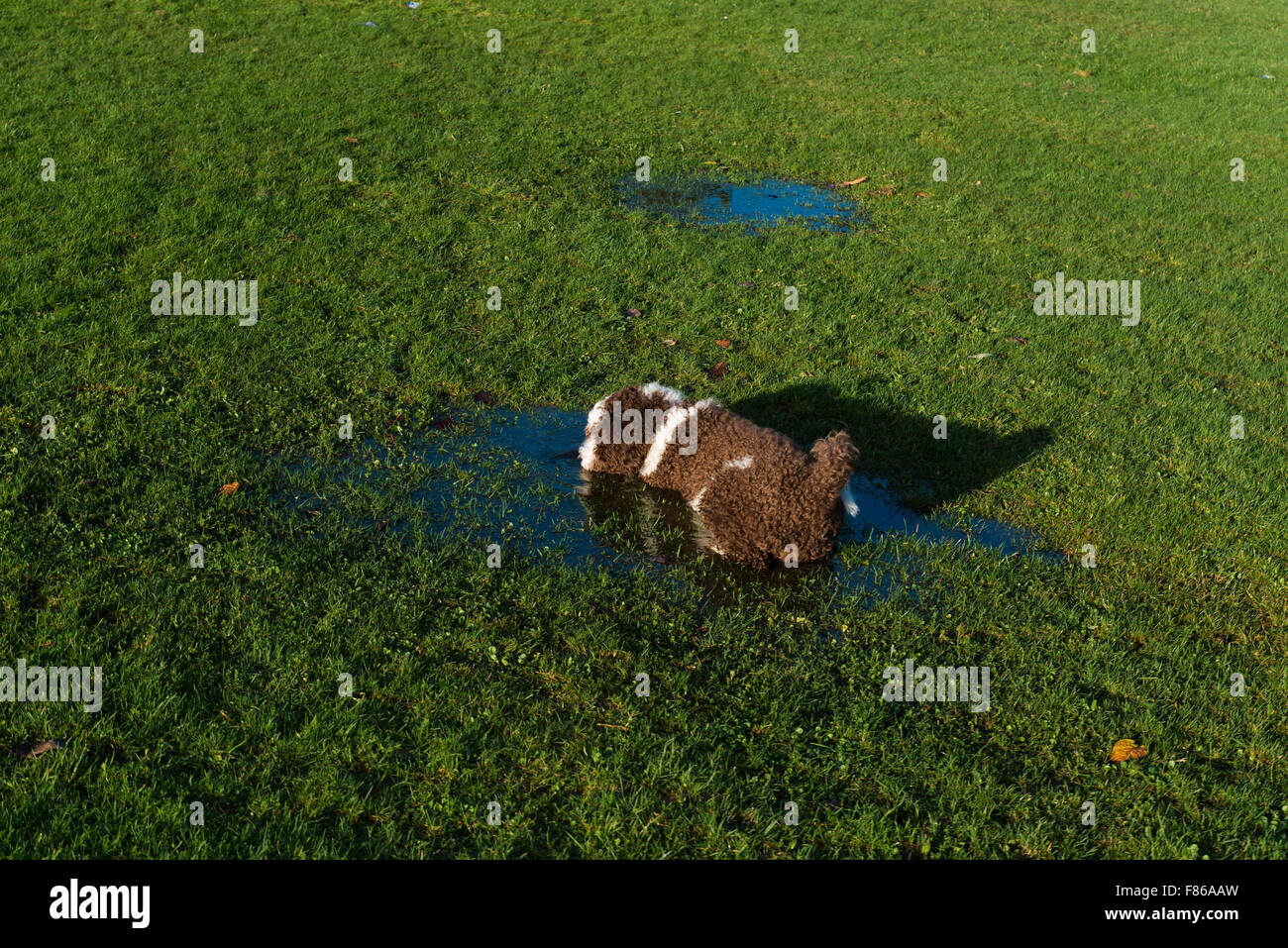 Spanish water dog lying down in puddle of water Stock Photo - Alamy