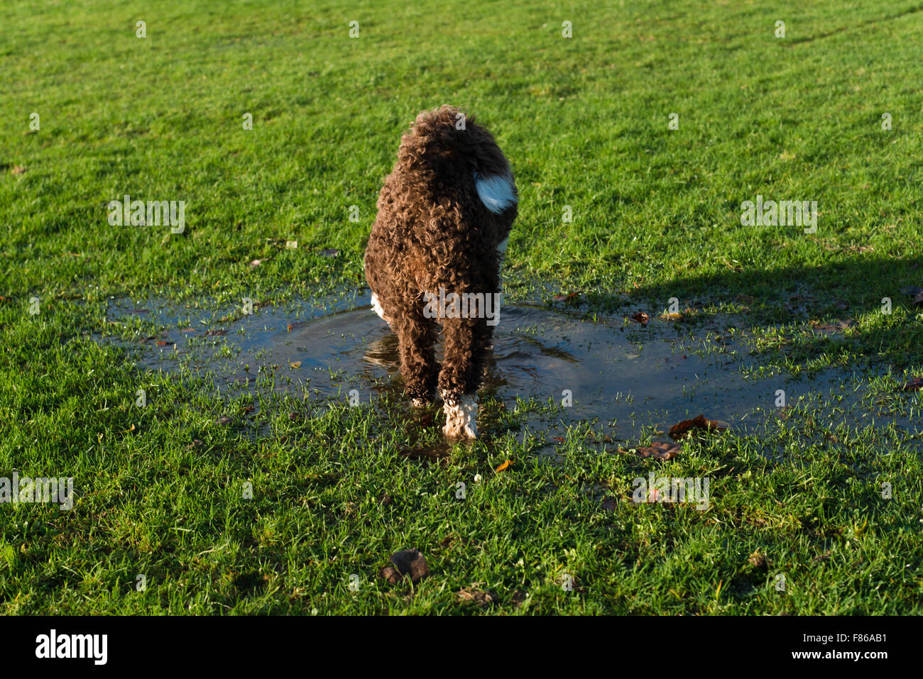Spanish water dog playing in water puddle Stock Photo - Alamy