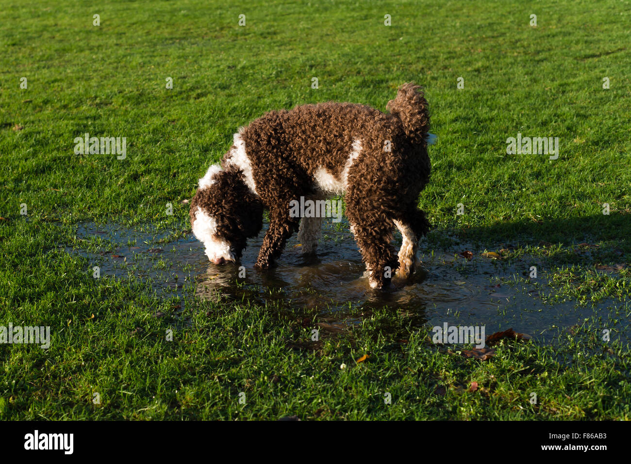 Water puddle white floor hi-res stock photography and images - Alamy
