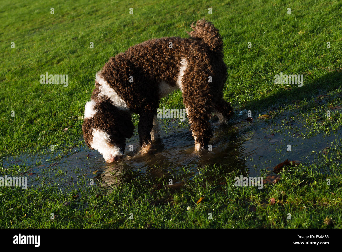 Spanish water dog playing in water puddle Stock Photo - Alamy