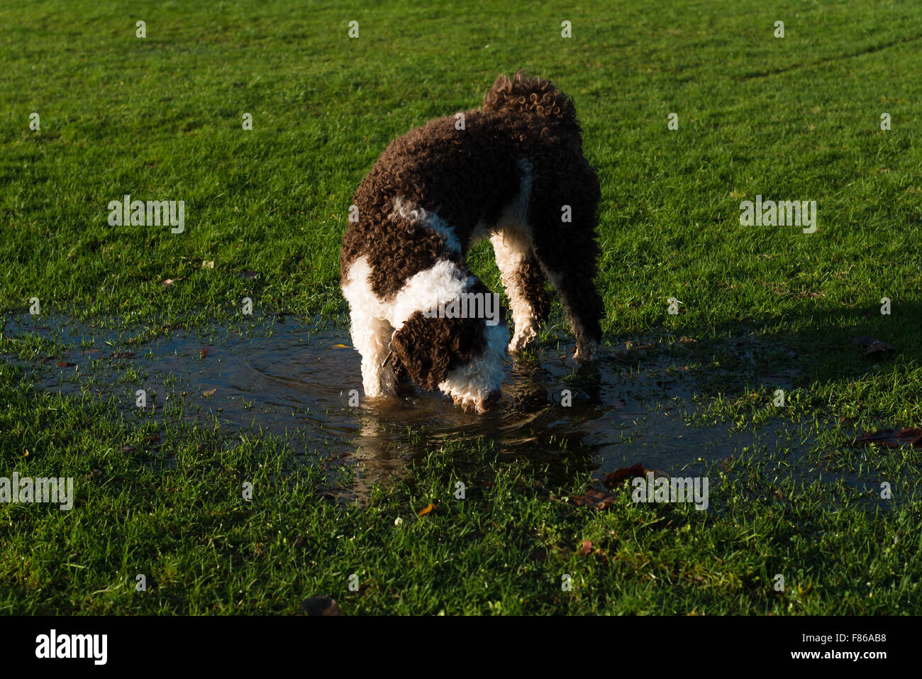 Family playing in water hi-res stock photography and images - Alamy
