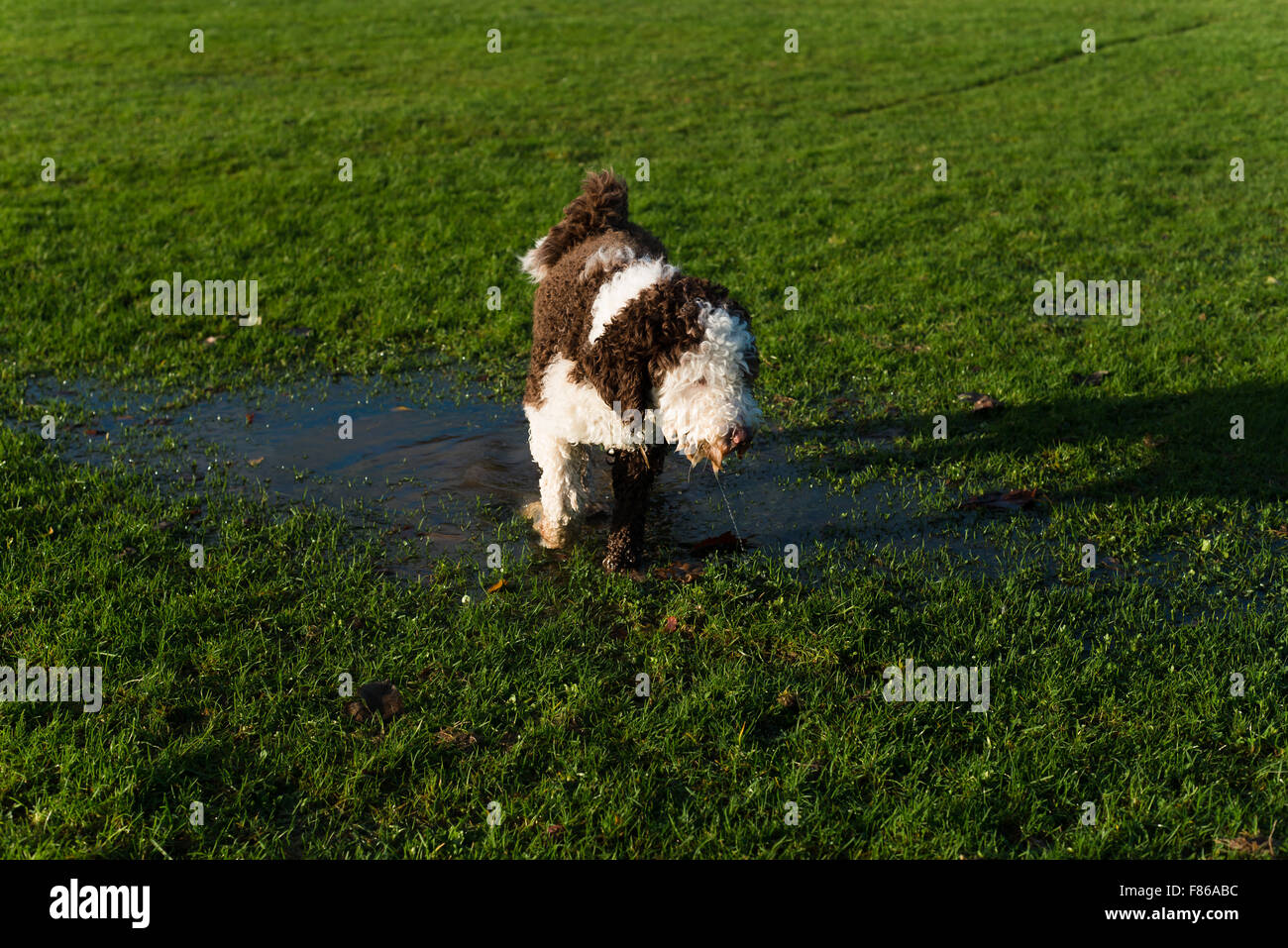 Spanish water dog playing in water puddle Stock Photo - Alamy
