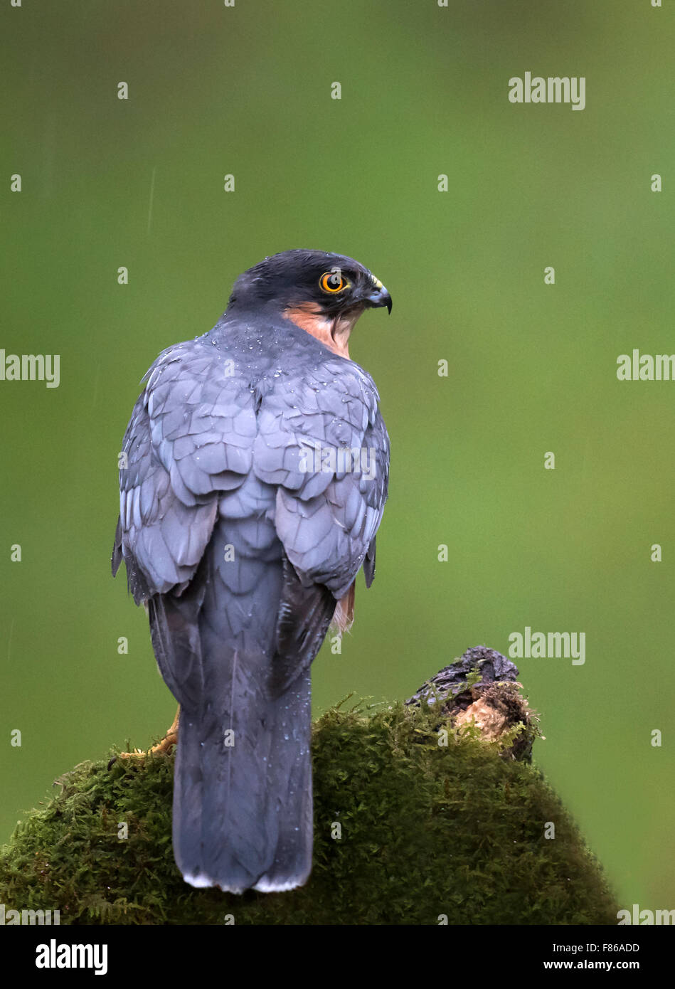 Sparrowhawk feathers hi-res stock photography and images - Alamy