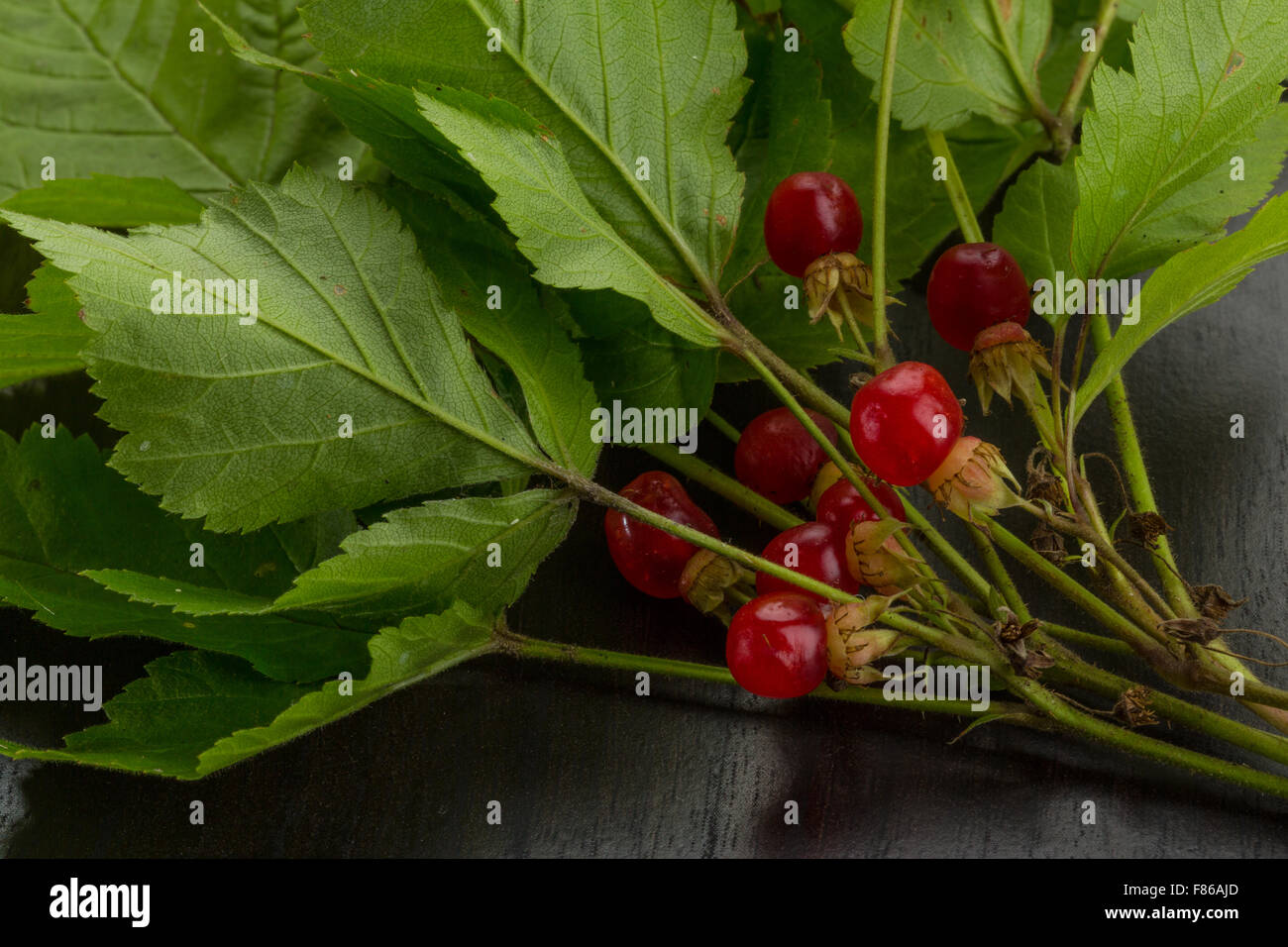 Stone bramble with leaves on the board Stock Photo - Alamy