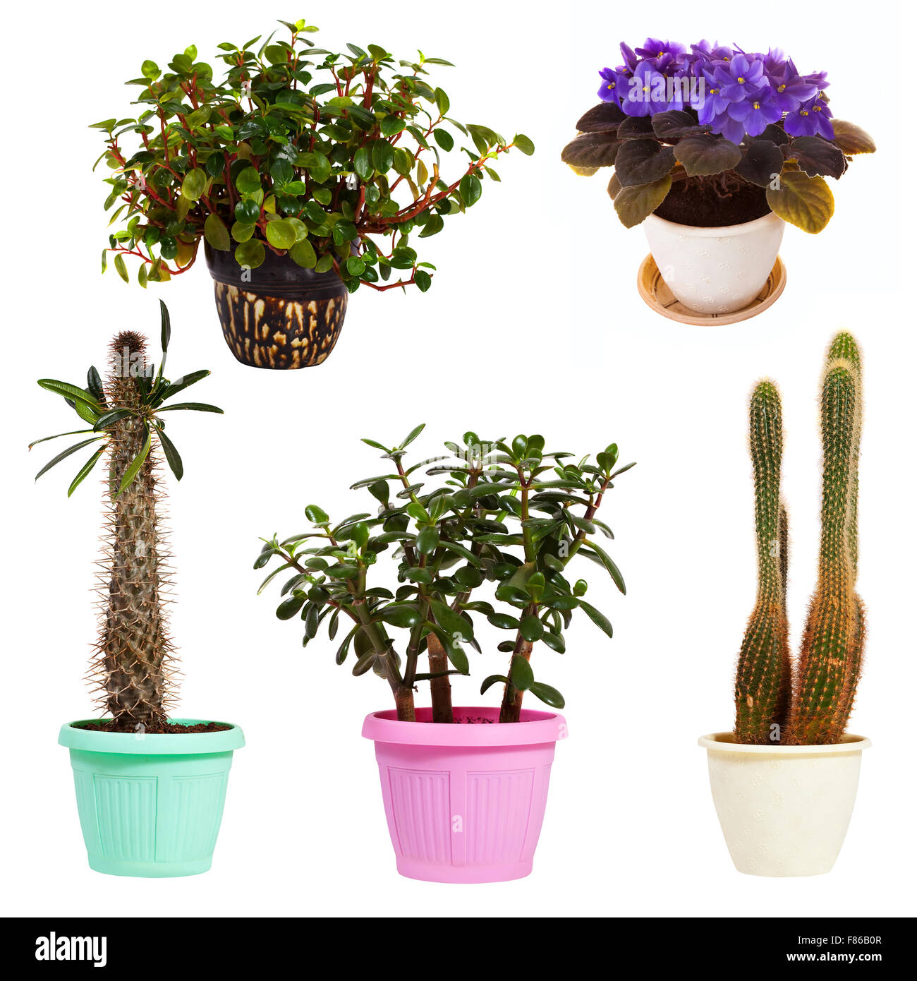 Set of houseplant in pots. Isolated on white background Stock Photo - Alamy