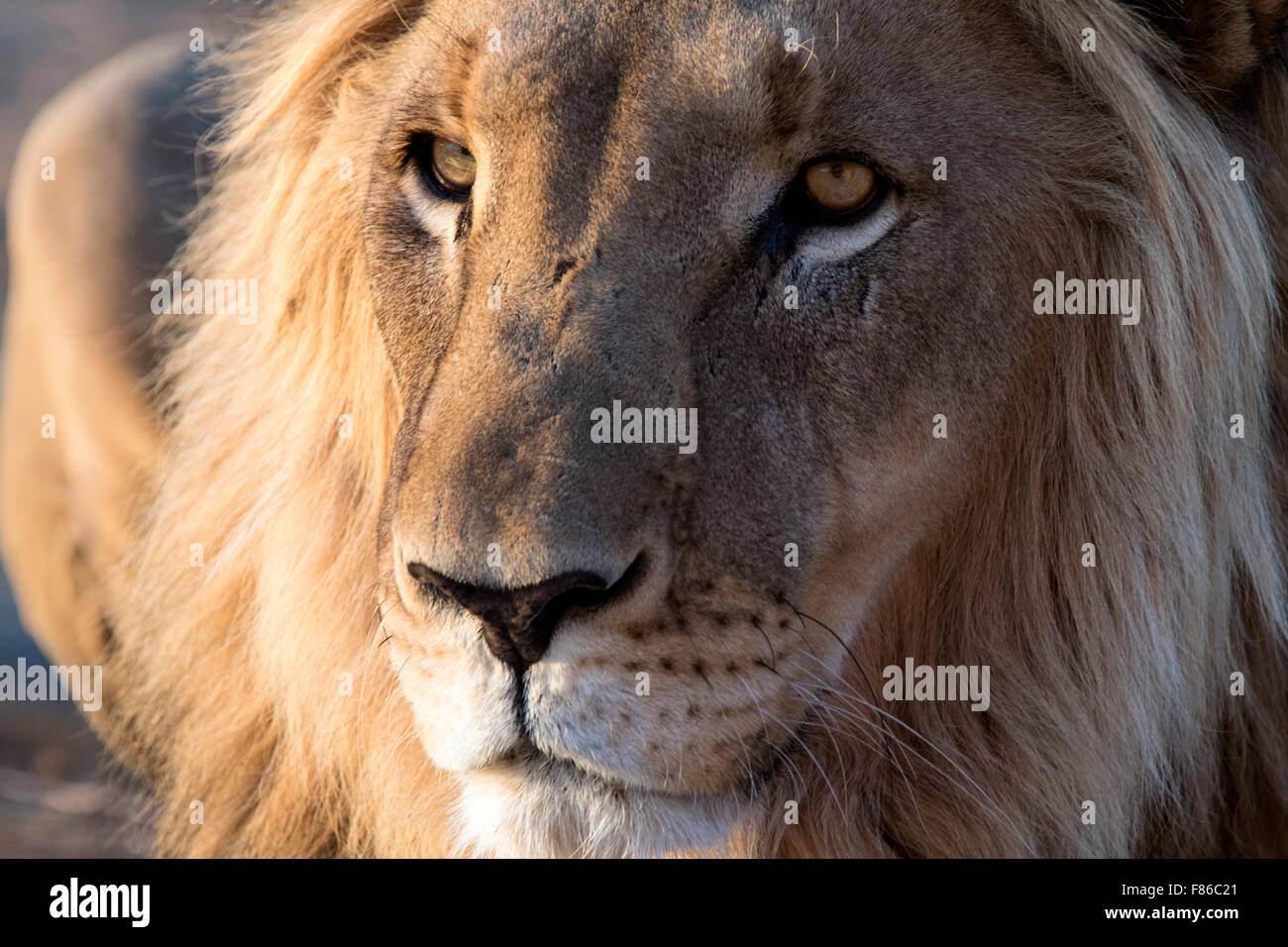 Male lion eyes hi-res stock photography and images - Alamy