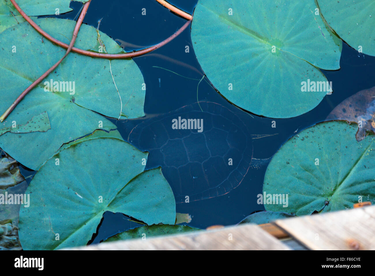 Turtle swimming in a Lake, Dutch lake, Clearwater, British Columbia ...