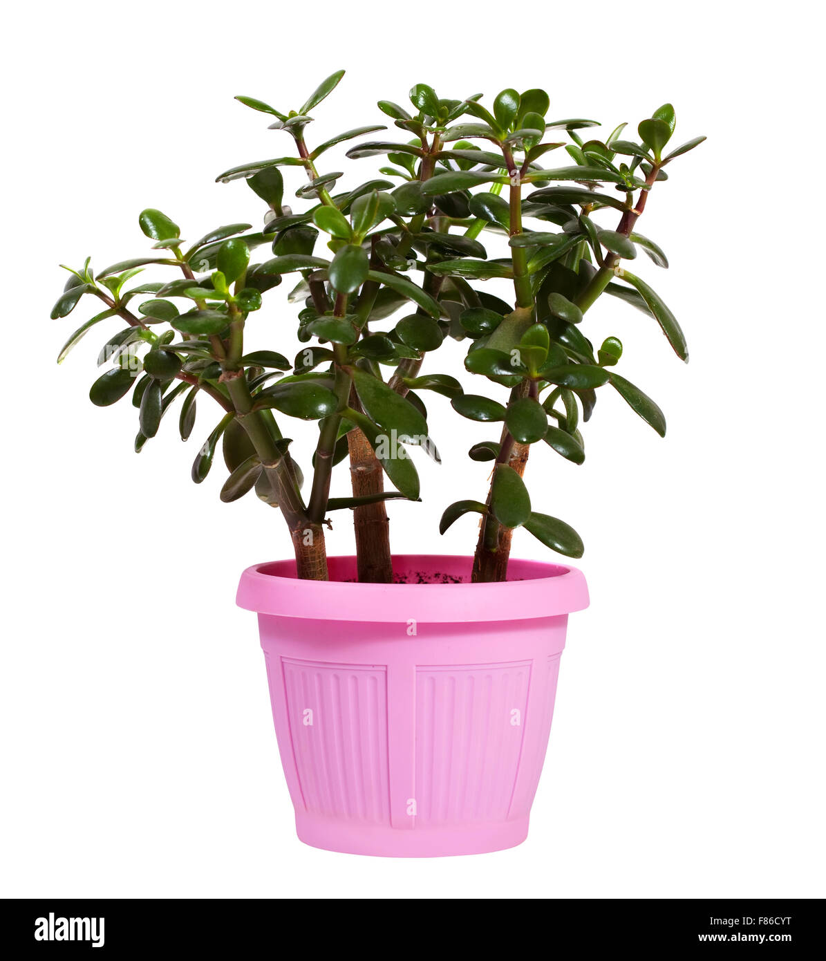 Jade tree in pot Cut Out Stock Images & Pictures - Alamy