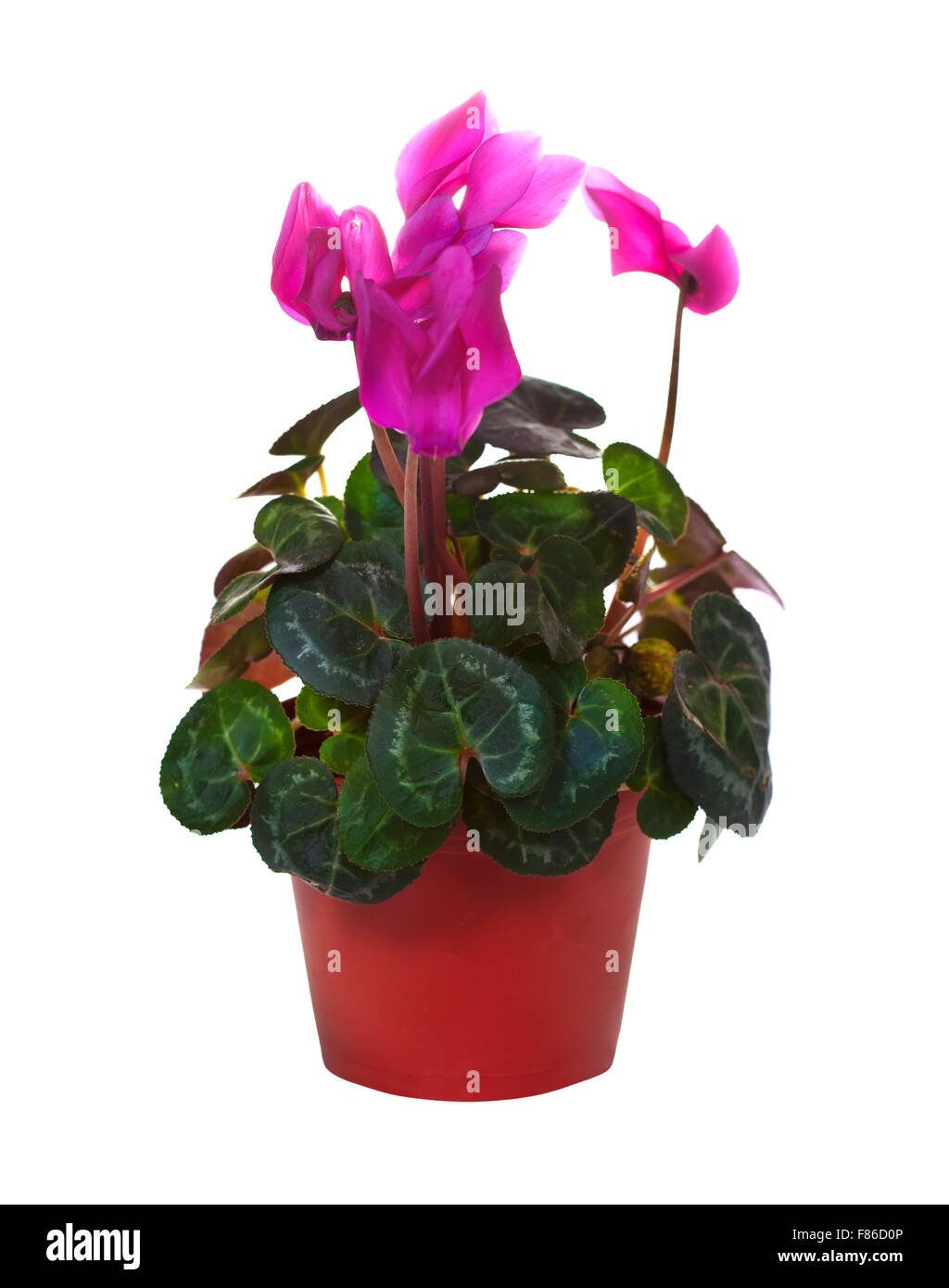 blooming cyclamen in pot. Isolated on white background Stock Photo - Alamy