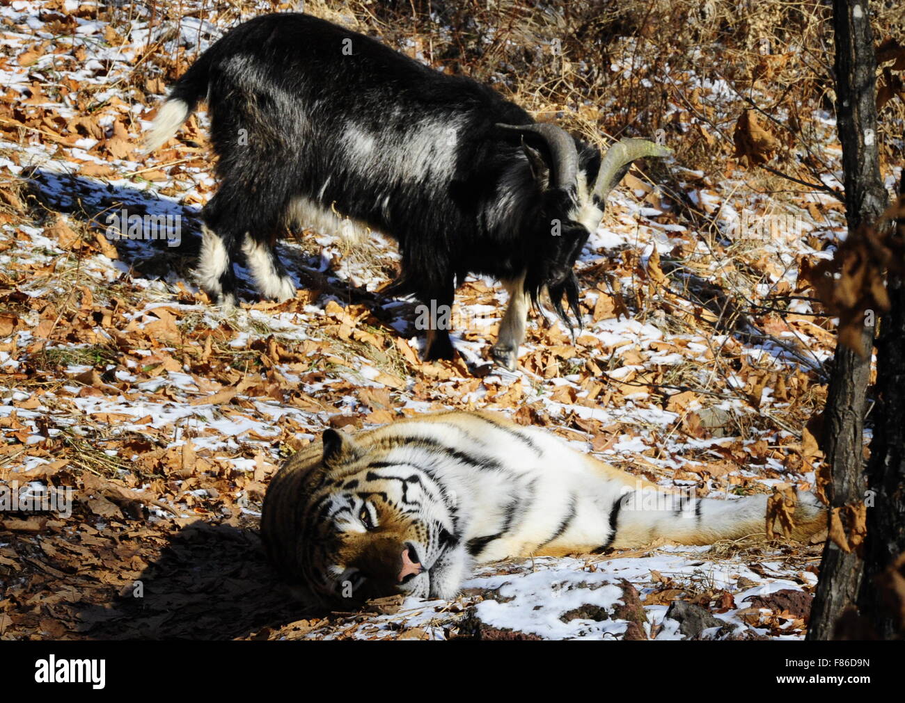 Amur Timur High Resolution Stock Photography and Images - Alamy