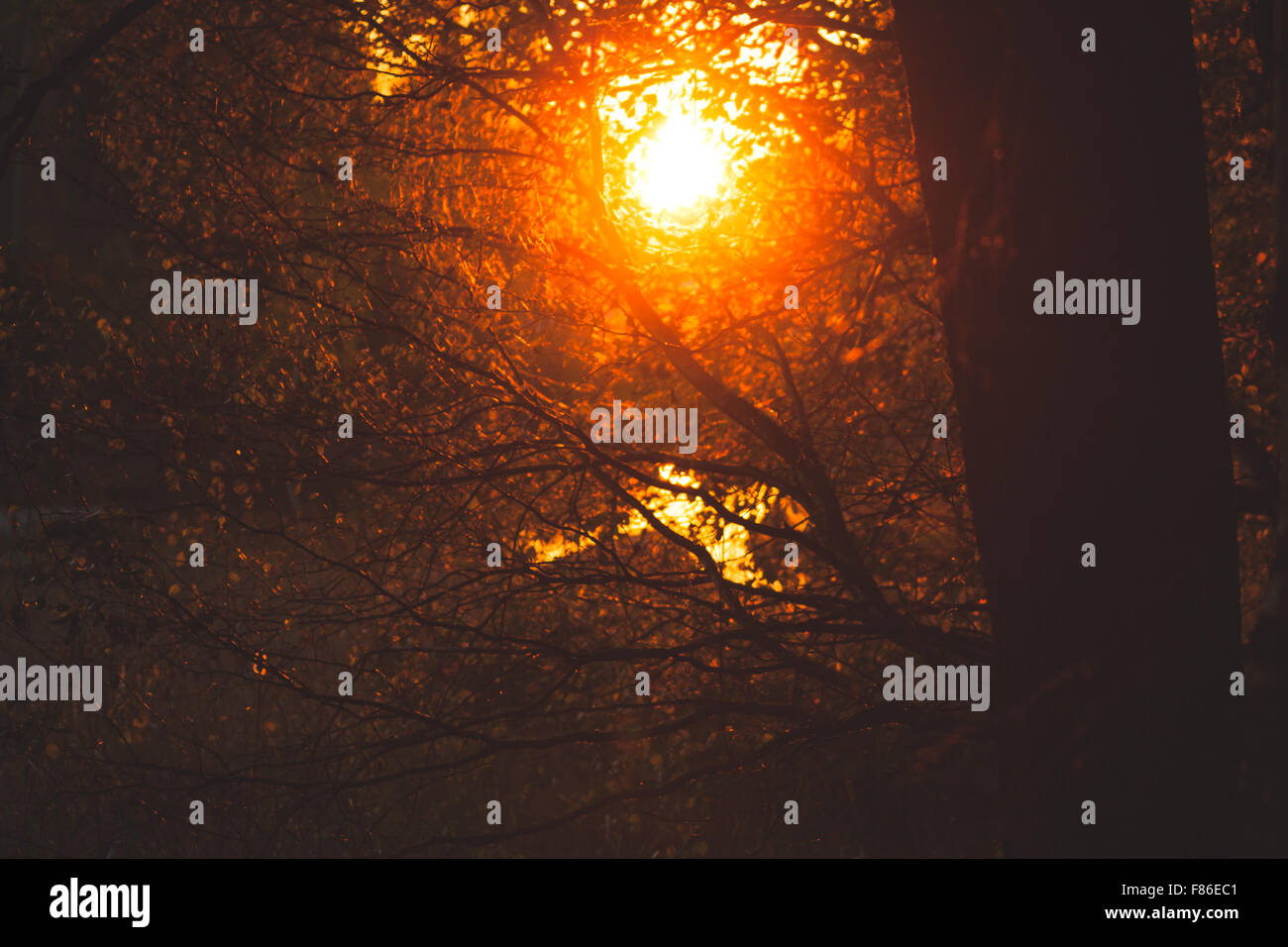 Back light branches hi-res stock photography and images - Alamy