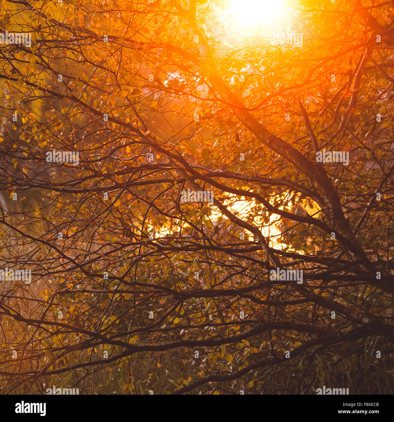 Warm sunlight in bush and branches Stock Photo - Alamy