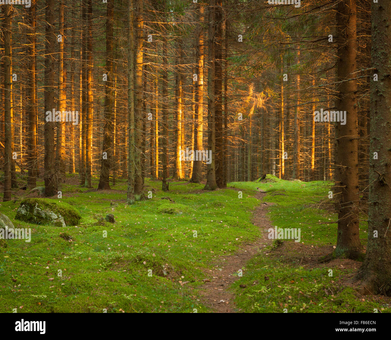 Spruce forest and path golden sunset light Stock Photo - Alamy