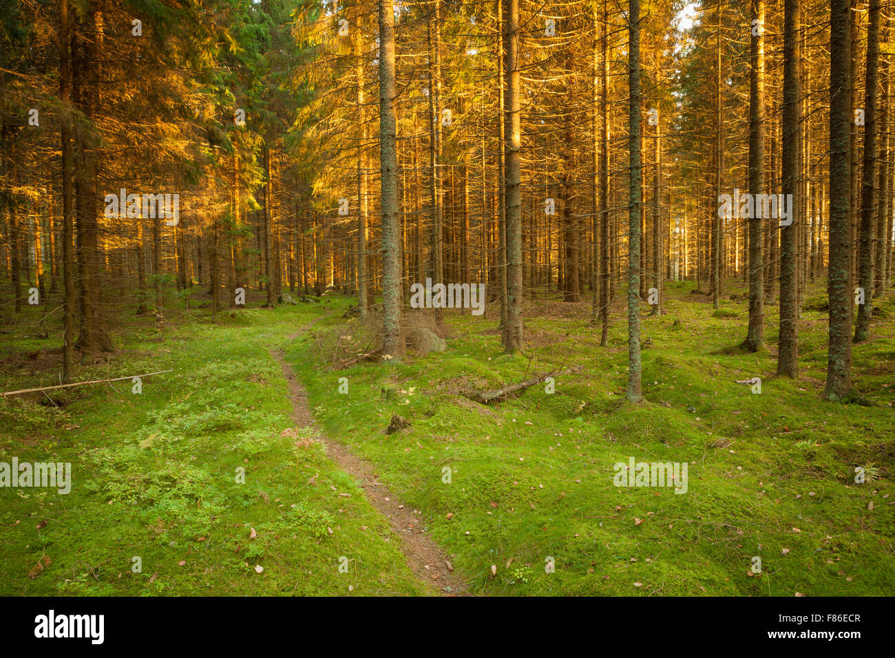 Spruce forest and path golden sunset light Stock Photo - Alamy