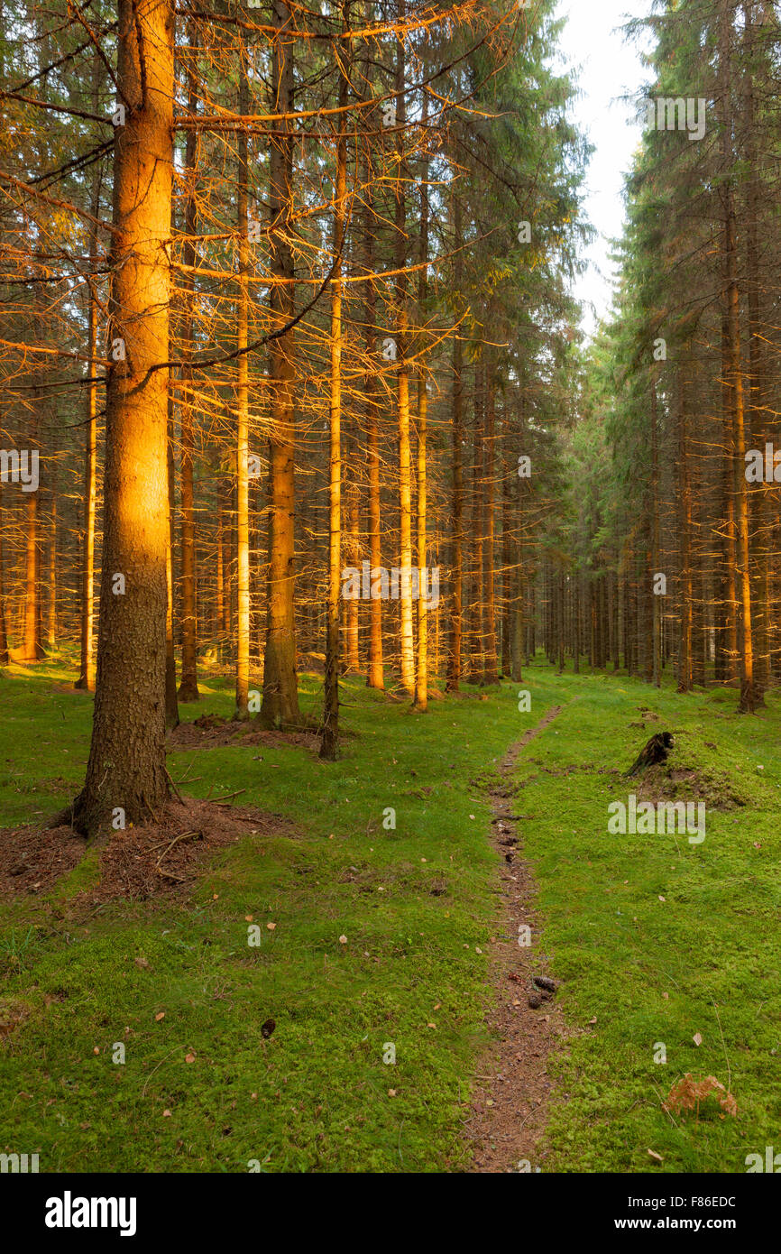 Spruce forest and path golden sunset light Stock Photo - Alamy