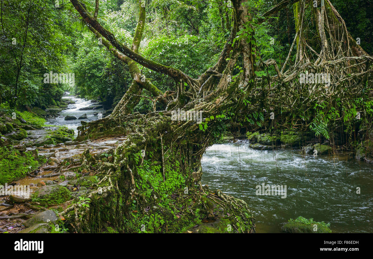 A living roots bridge over a river in deep forest surround by flora on ...