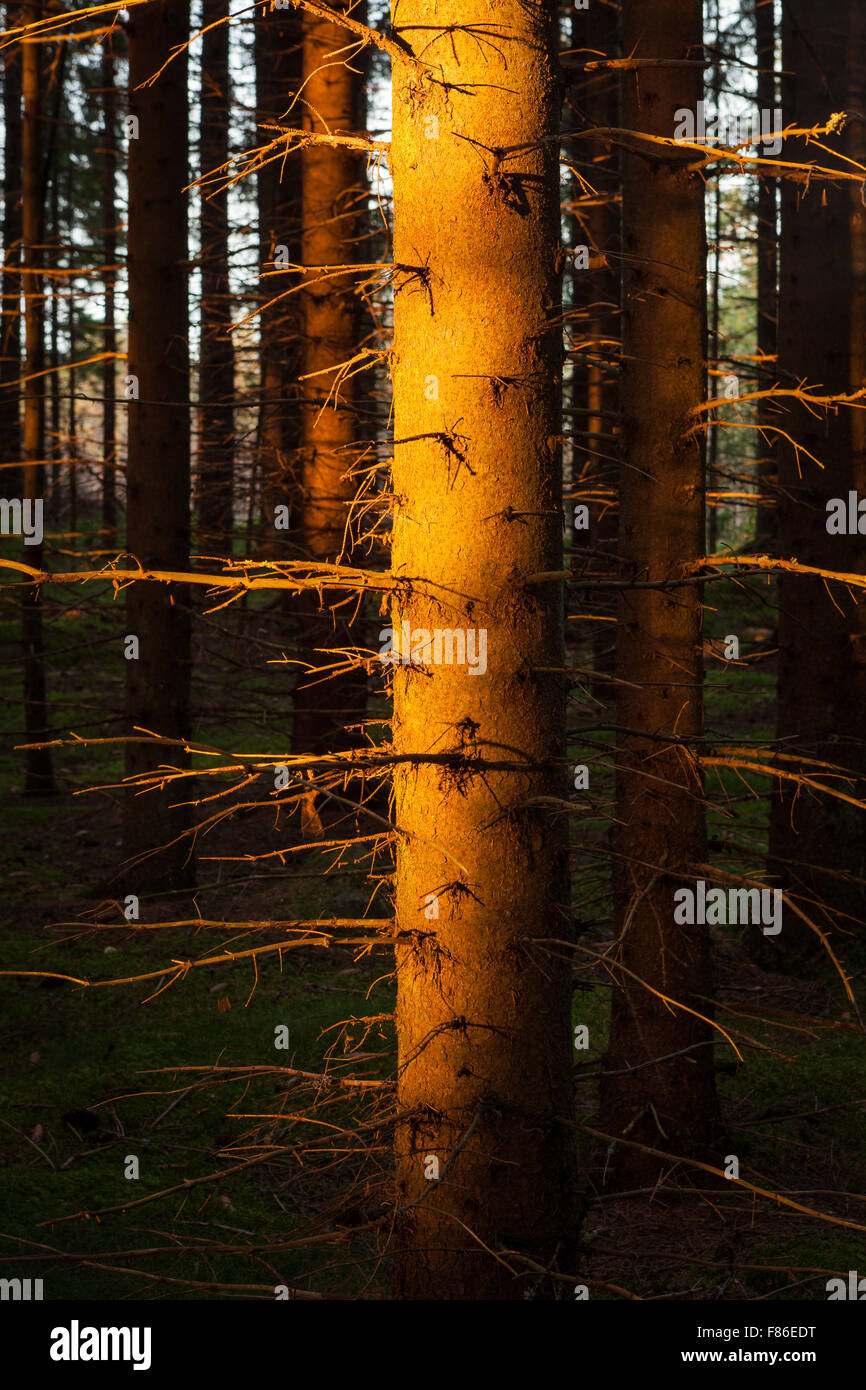 Spruce forest and path golden sunset light Stock Photo - Alamy