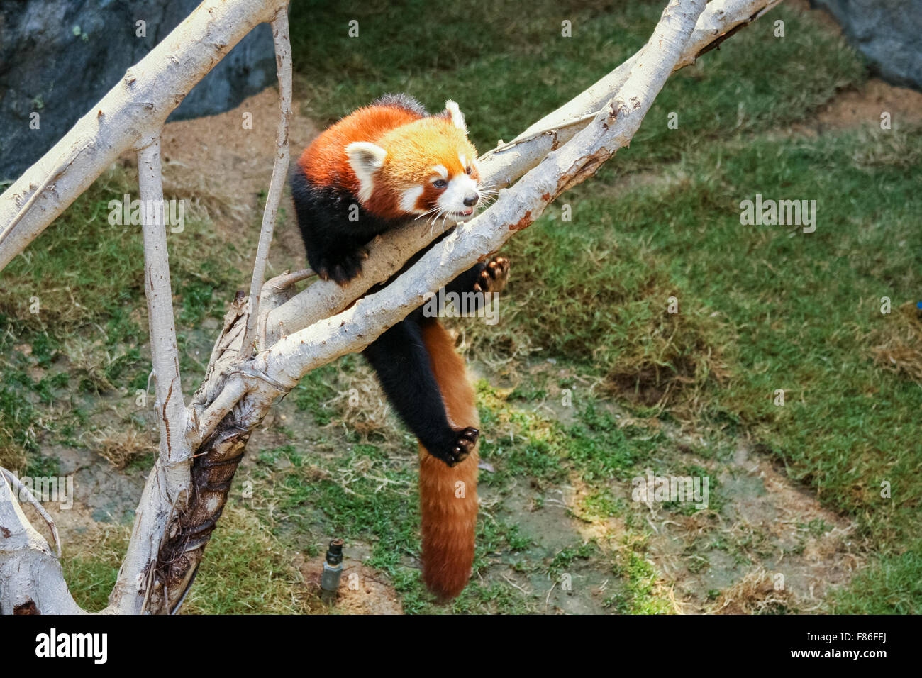 Red panda climbing on tree Stock Photo - Alamy