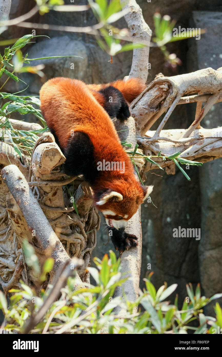 Red panda climbing on tree Stock Photo - Alamy