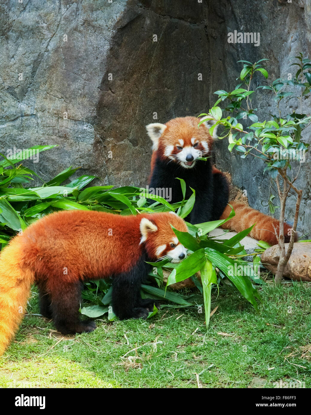 Red Pandas Eating Berries