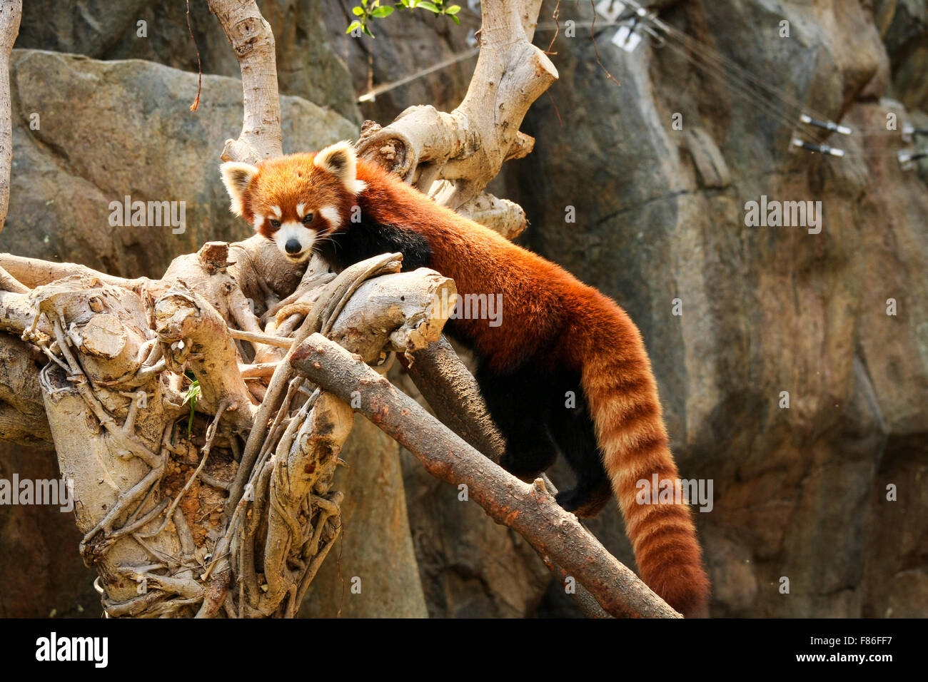 Red panda climbing on tree Stock Photo - Alamy