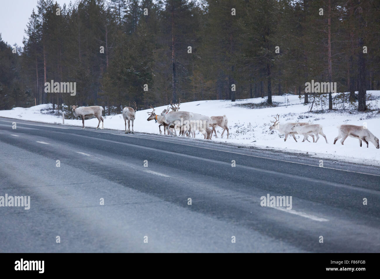 Reindeer flock in the way at road Stock Photo - Alamy