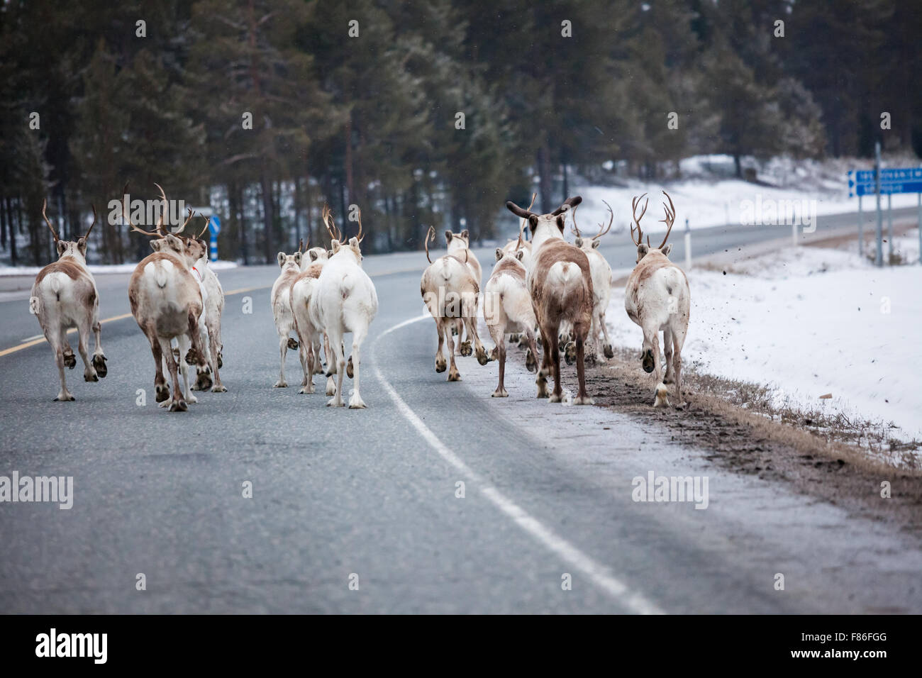 Reindeer flock in the way at road Stock Photo - Alamy