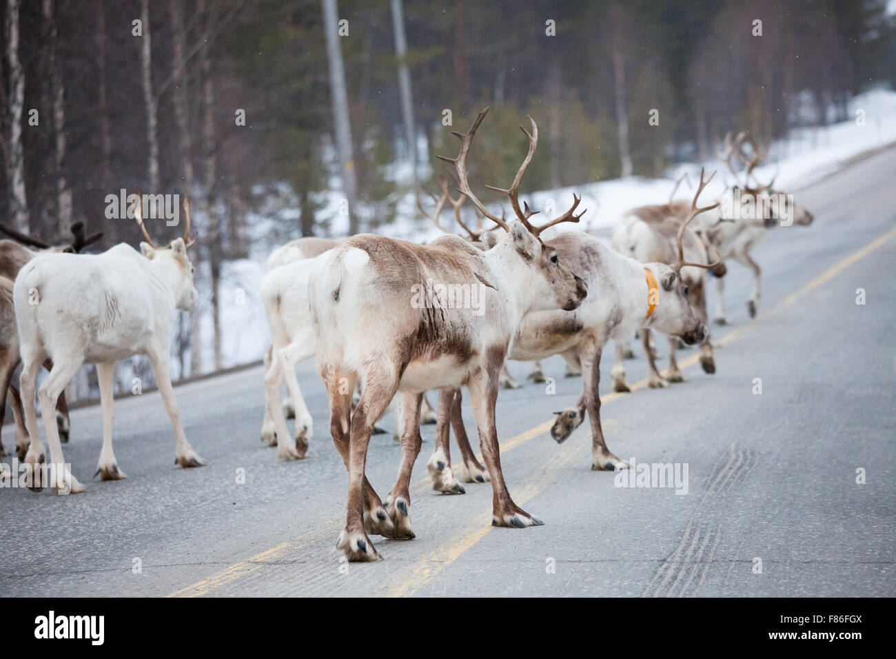 Reindeer flock in the way at road Stock Photo - Alamy