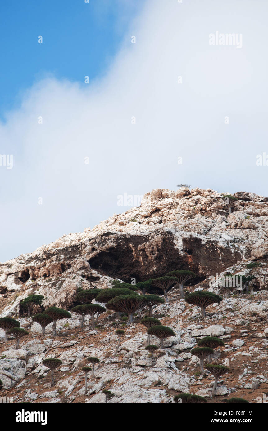 Socotra, Yemen, Middle East, nature and landscape: overview of the ...