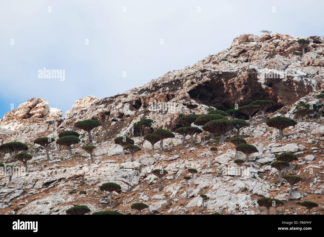 Socotra, Yemen, Middle East, nature and landscape: overview of the ...