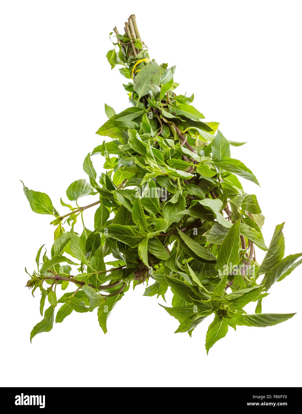 Pepper mint isolated on white background Stock Photo - Alamy