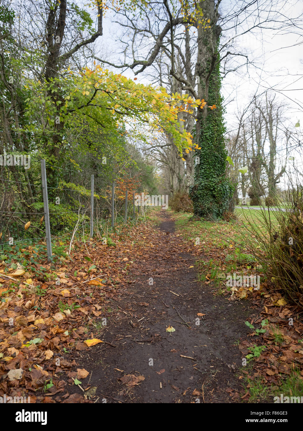 Castletown Estate, Celbridge, Co Kildare Stock Photo - Alamy