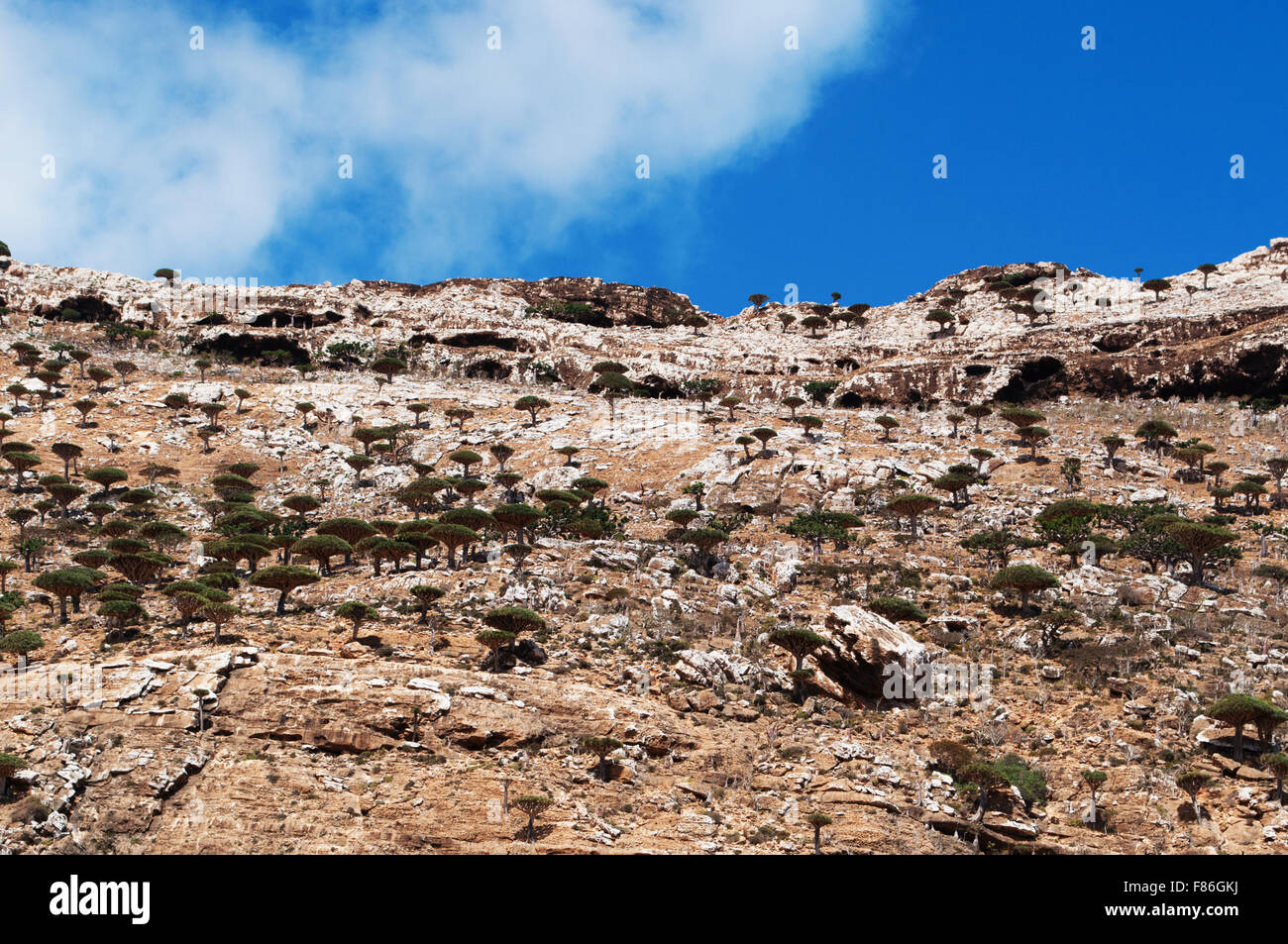 Socotra, Yemen, Middle East, nature and landscape: overview of the ...