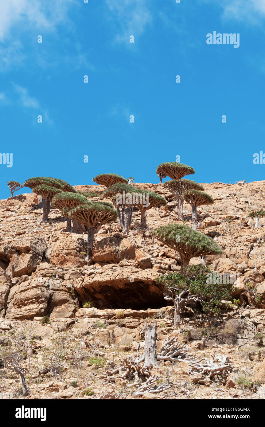 Socotra, Yemen, Middle East, nature and landscape: overview of the ...
