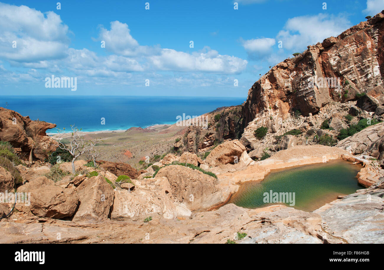 Socotra island plants hi-res stock photography and images - Alamy