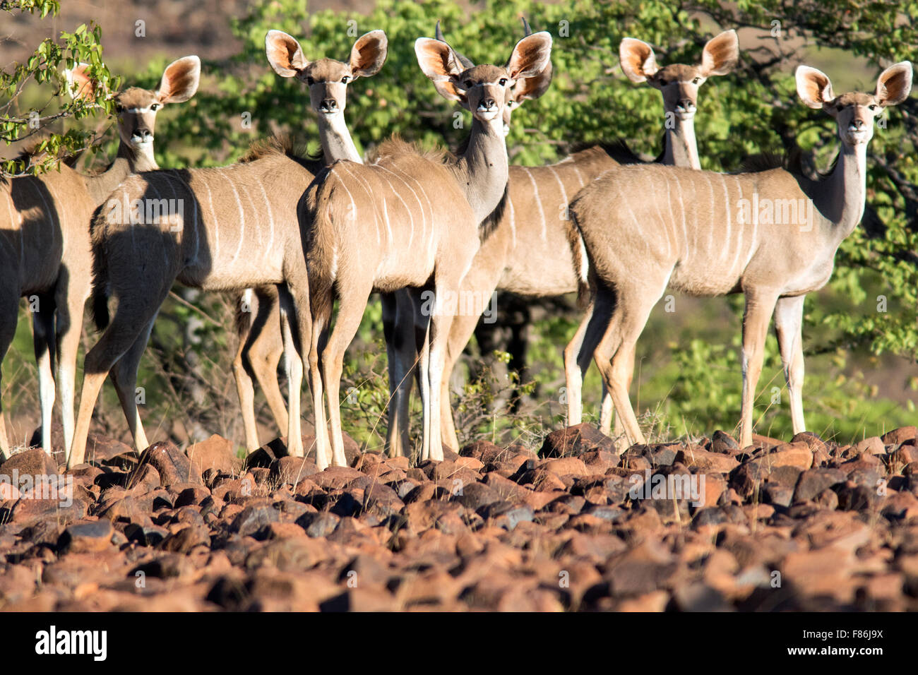 Greater kudu (Tragelaphus strepsiceros) - Omatendeka Conservancy - Damaraland, Namibia, Africa ...