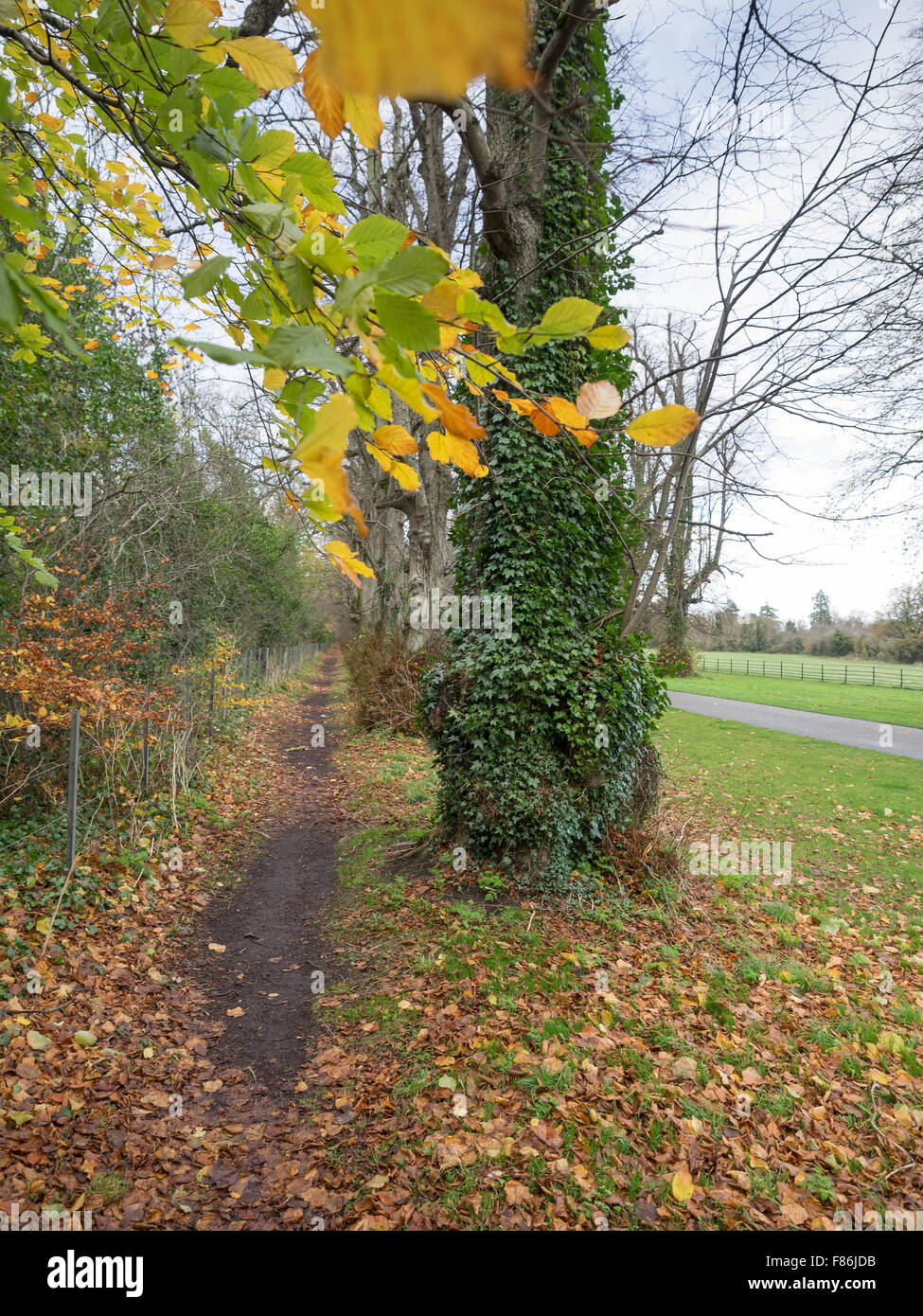 Celbridge hi-res stock photography and images - Alamy