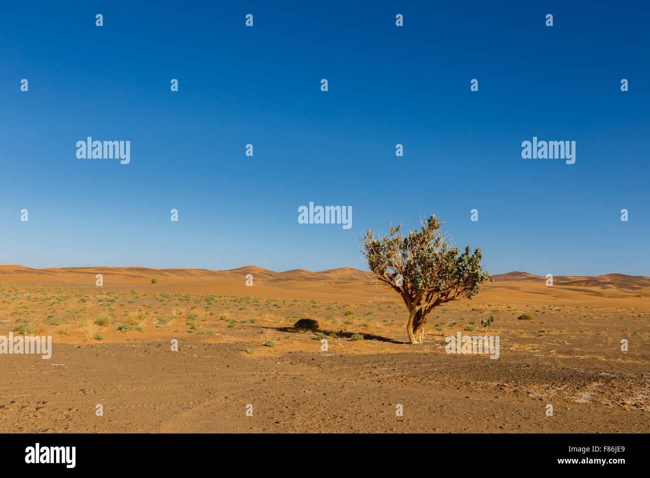 tree in the Sahara desert Stock Photo - Alamy