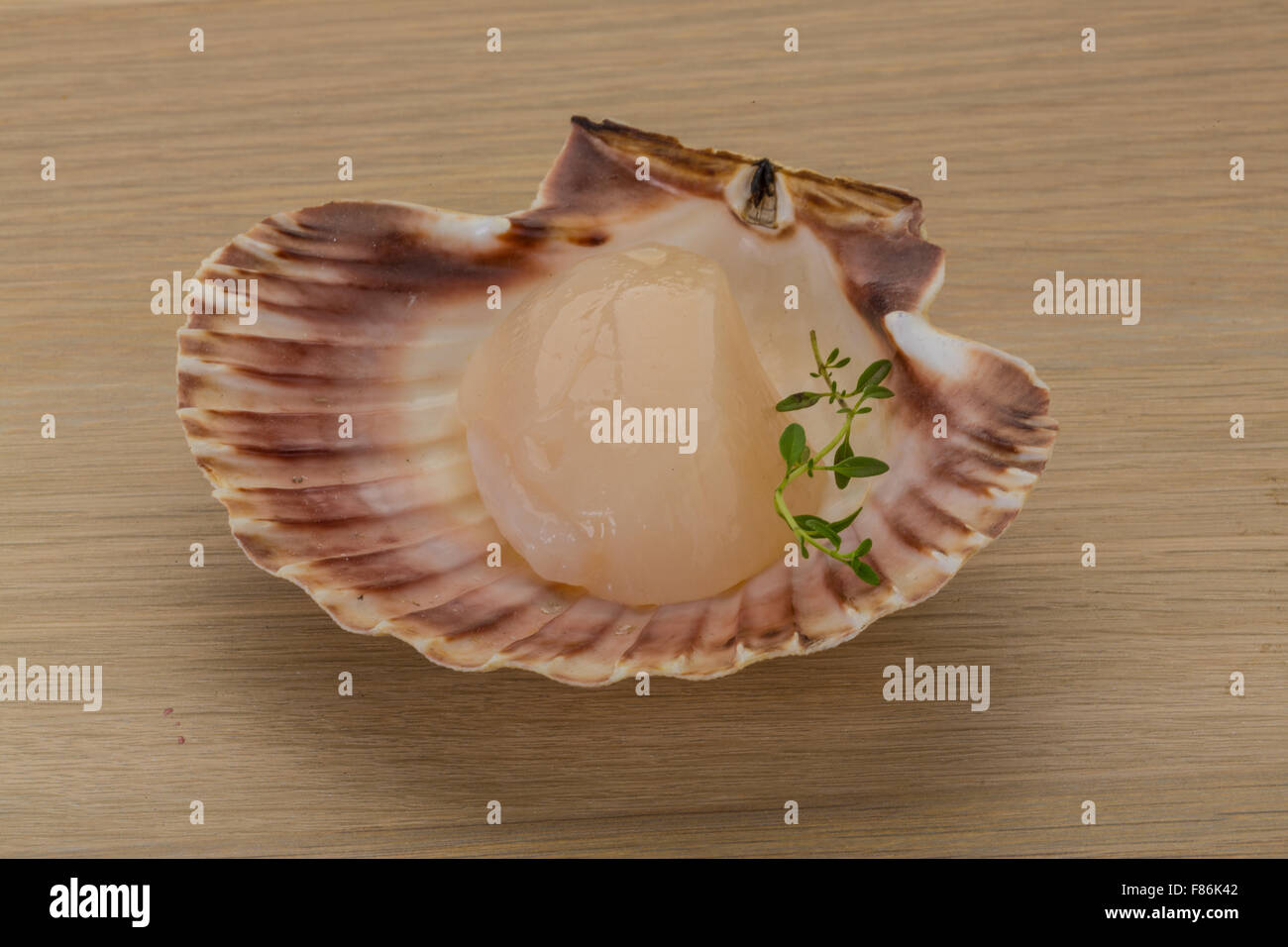 Raw scallops in the shell Stock Photo - Alamy