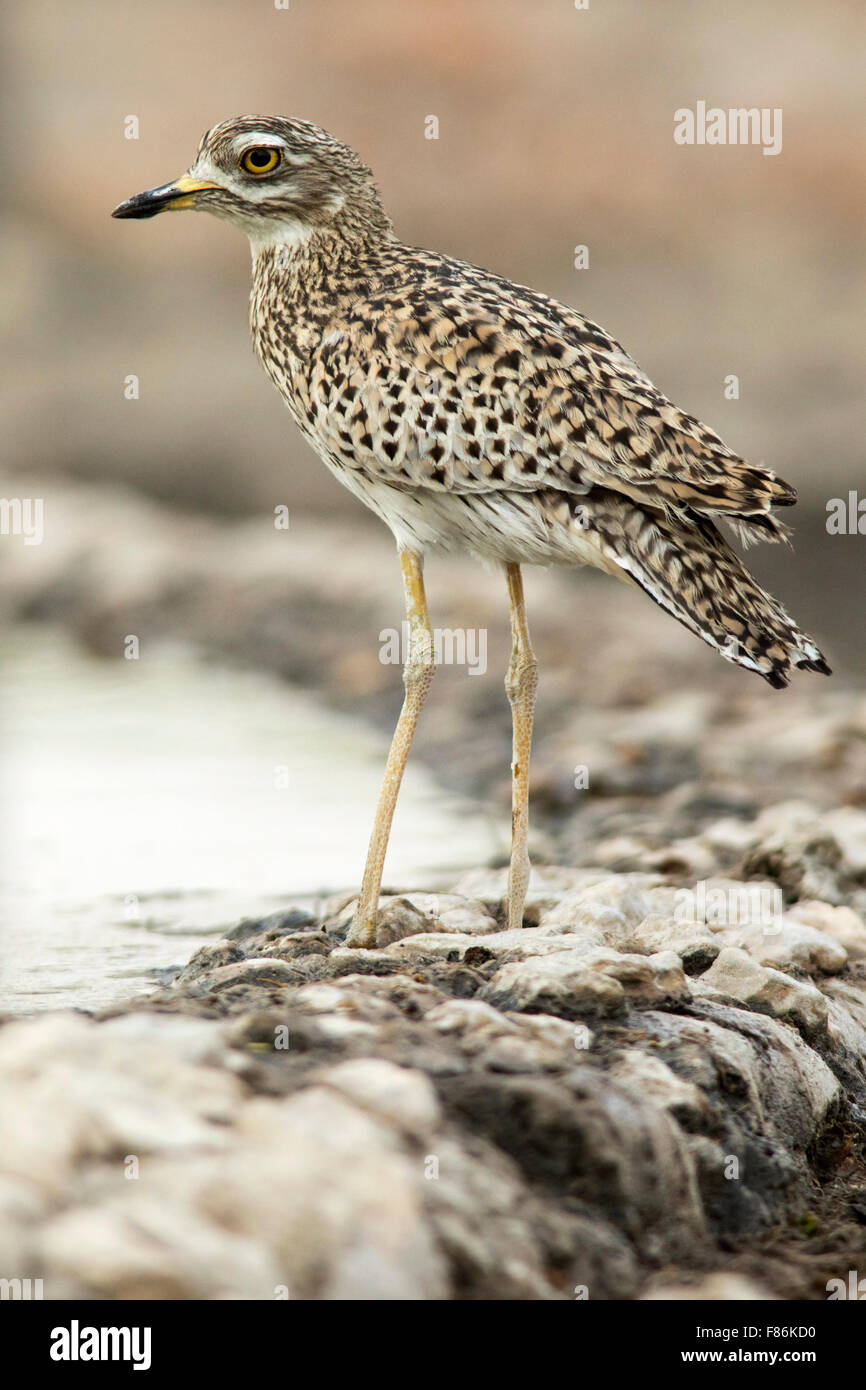 Spotted Thick-knee (Burhinus capensis) - Andersson's Camp - near Etosha ...