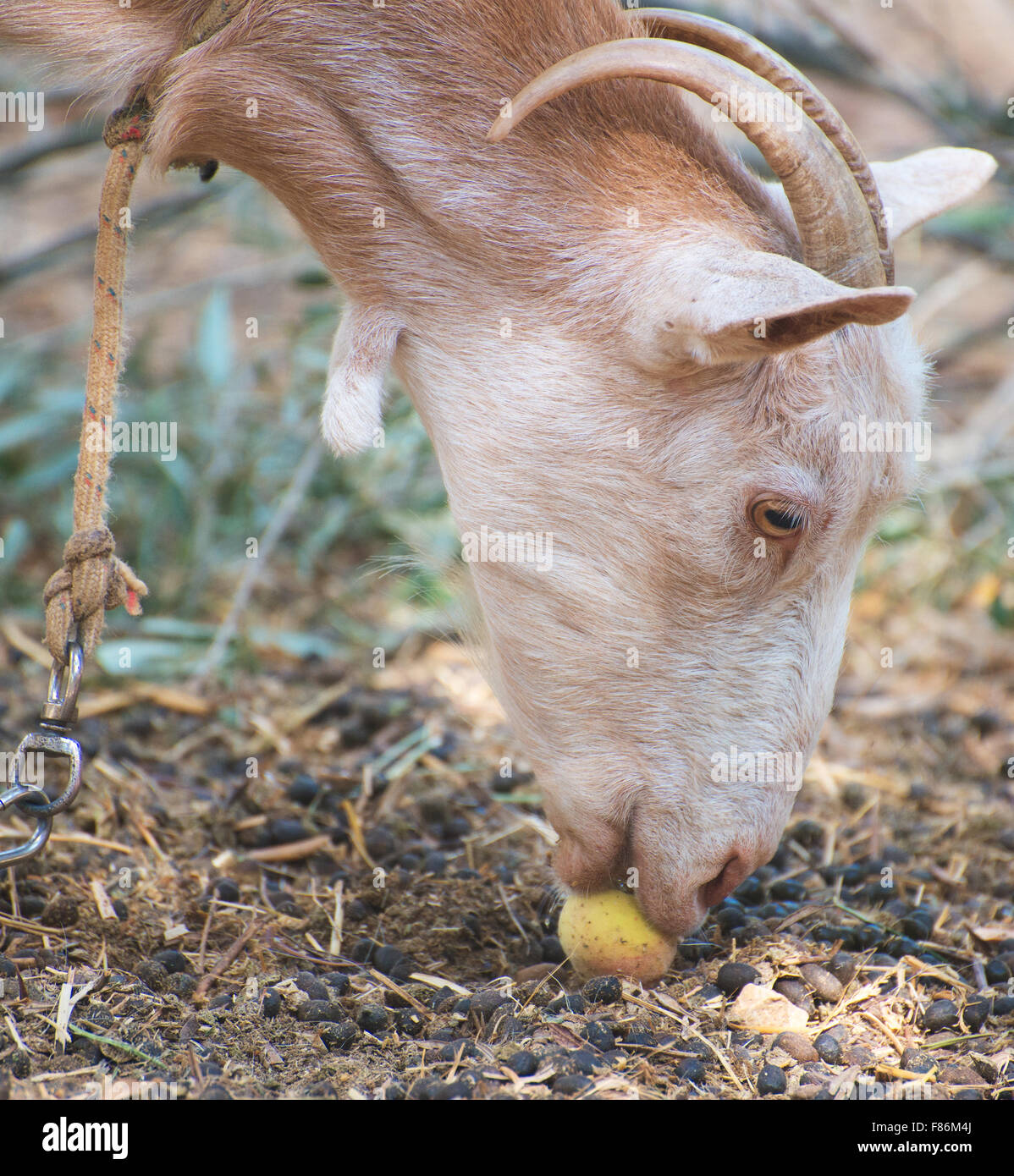 Portrait of goat eating fruit at the farm Stock Photo - Alamy