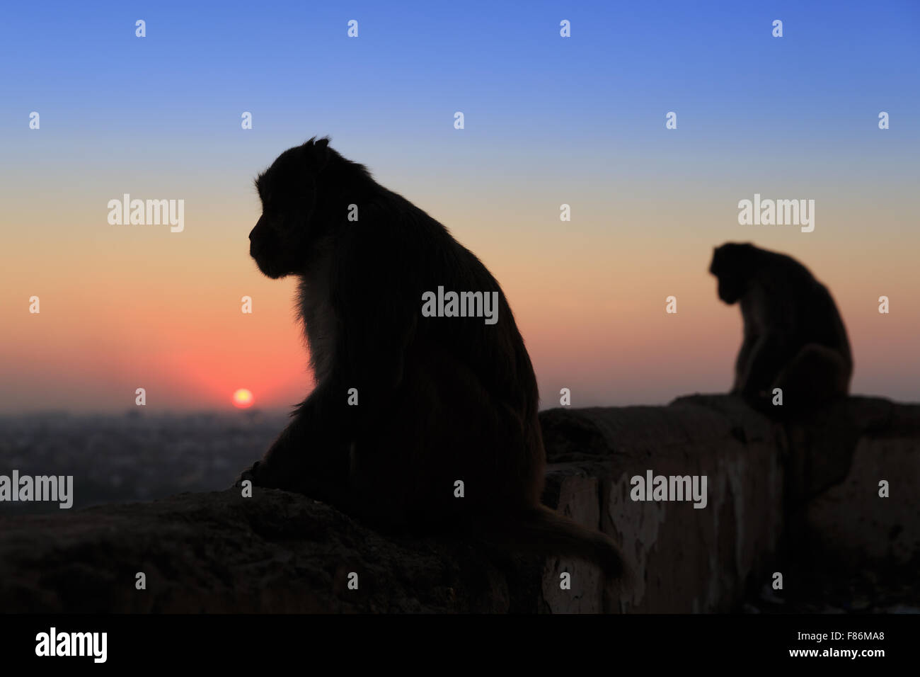 Silhouette of two monkeys sitting on a wall at sunset, Galtaji, Khania ...