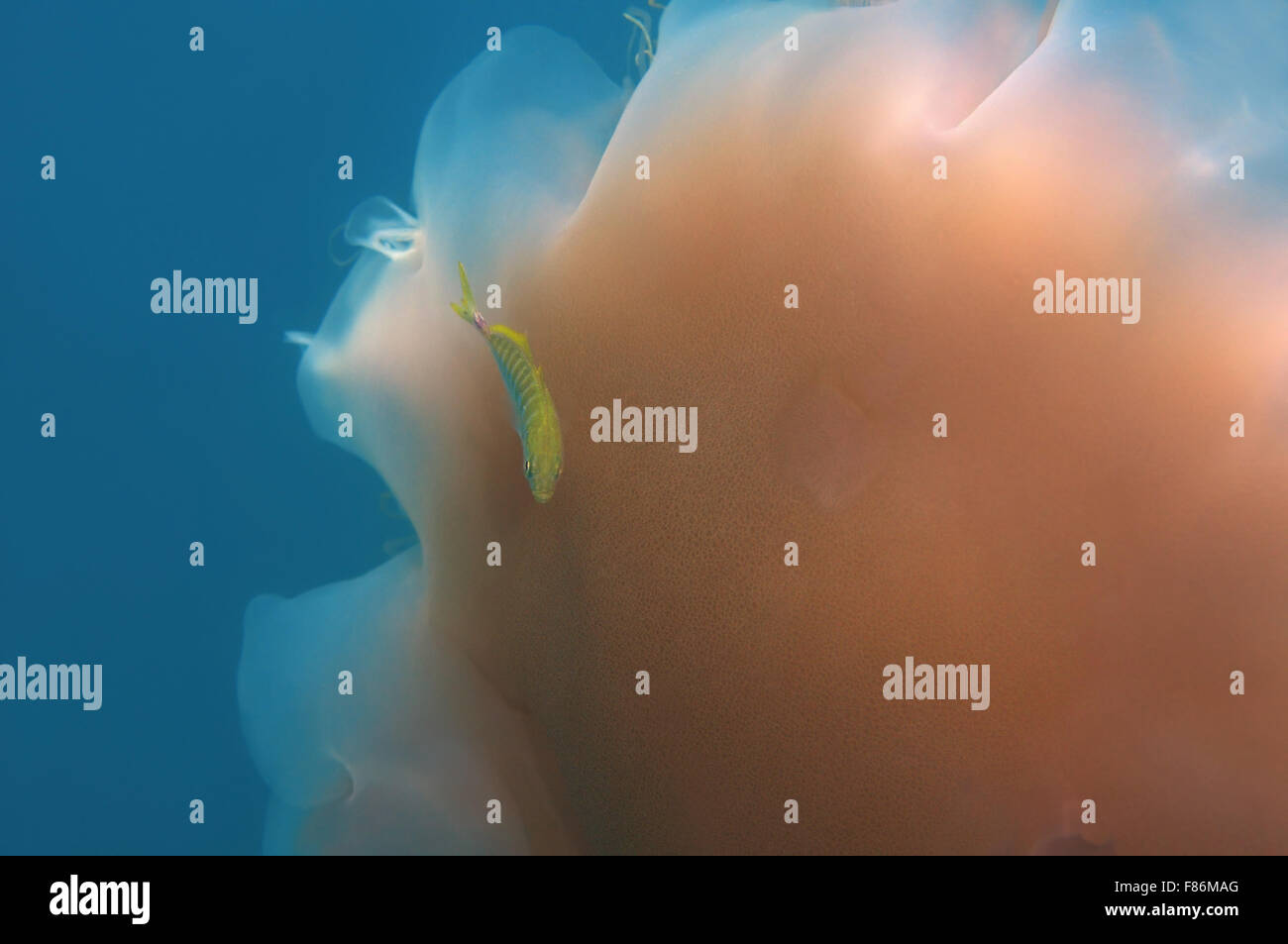 Lion's mane jellyfishб giant jellyfish or the hair jelly (Cyanea ...