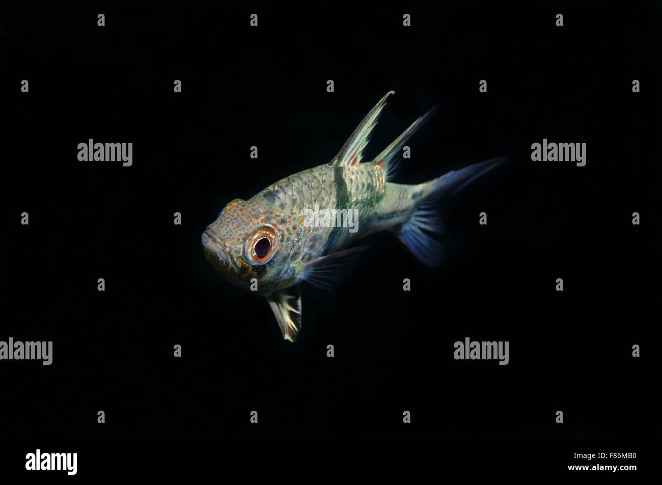 Orbiculate cardinalfish hi-res stock photography and images - Alamy