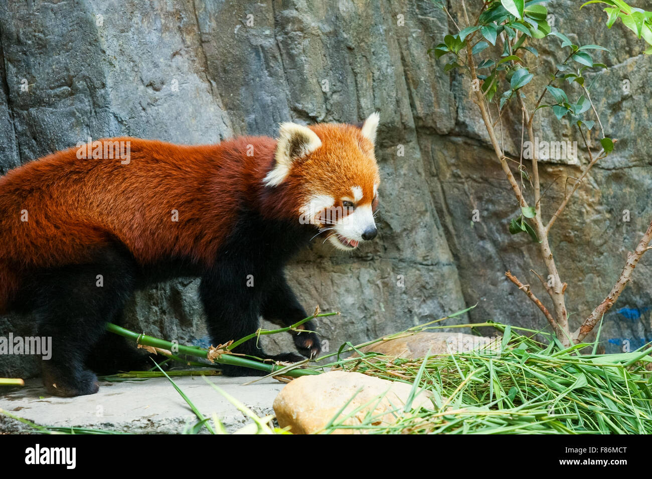 Red panda at zoo Stock Photo - Alamy